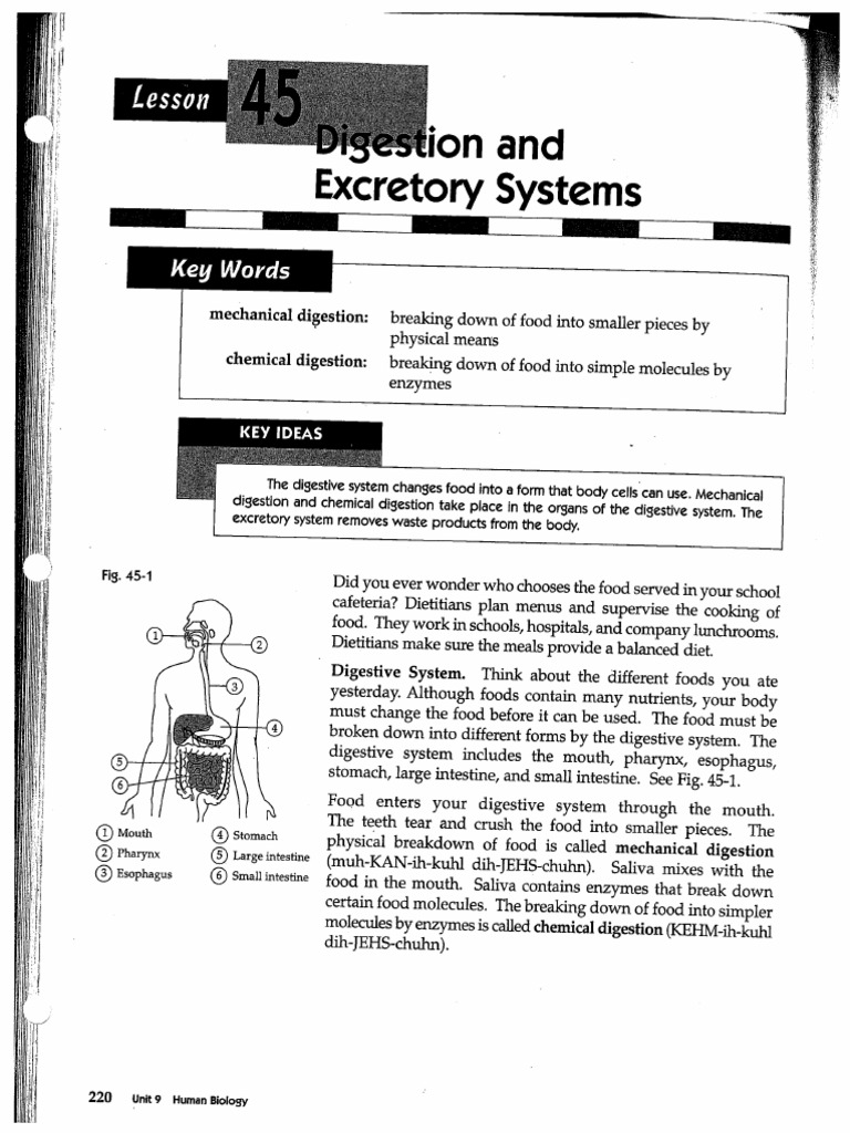 Digestion and Excretory Systems | PDF