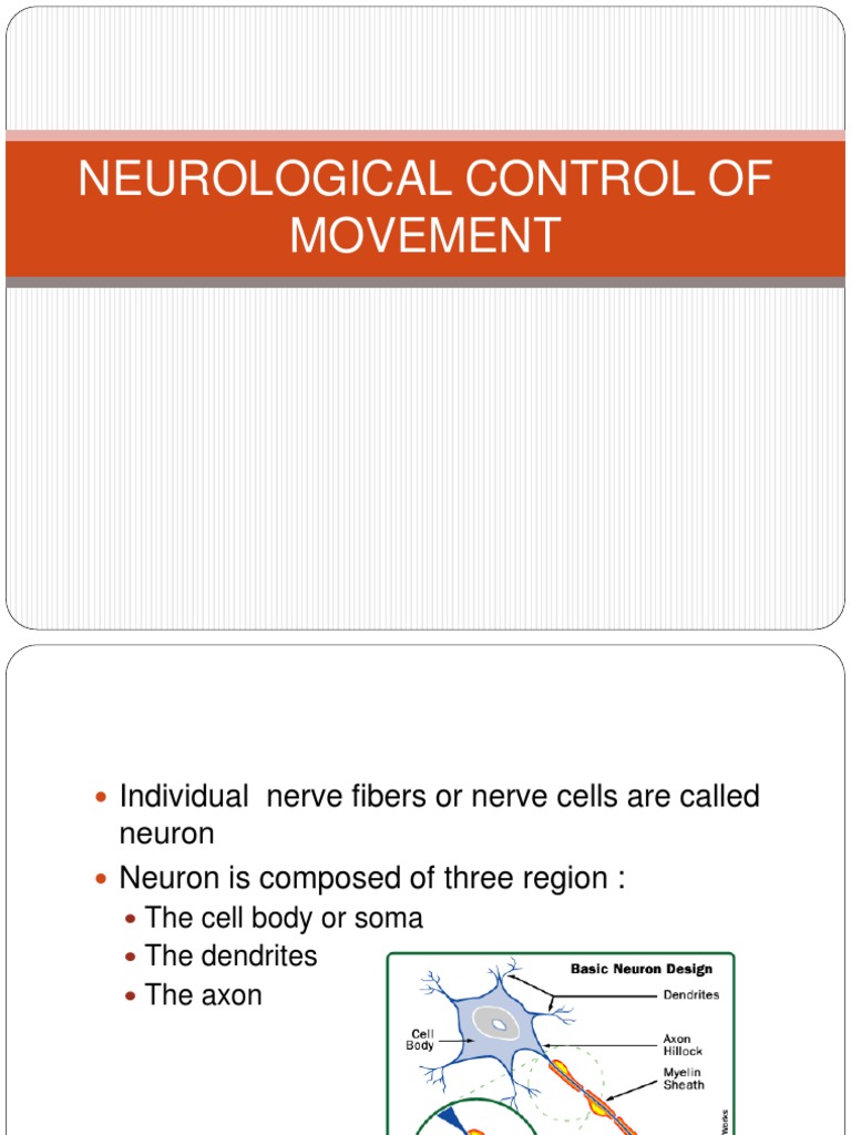 Neurological Control of Movement | PDF | Action Potential | Depolarization