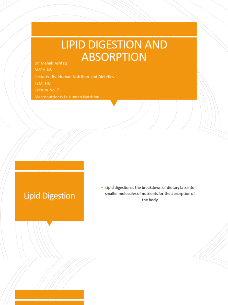 7 Lipid Digestion and Absorption | PDF | Digestion | Bile