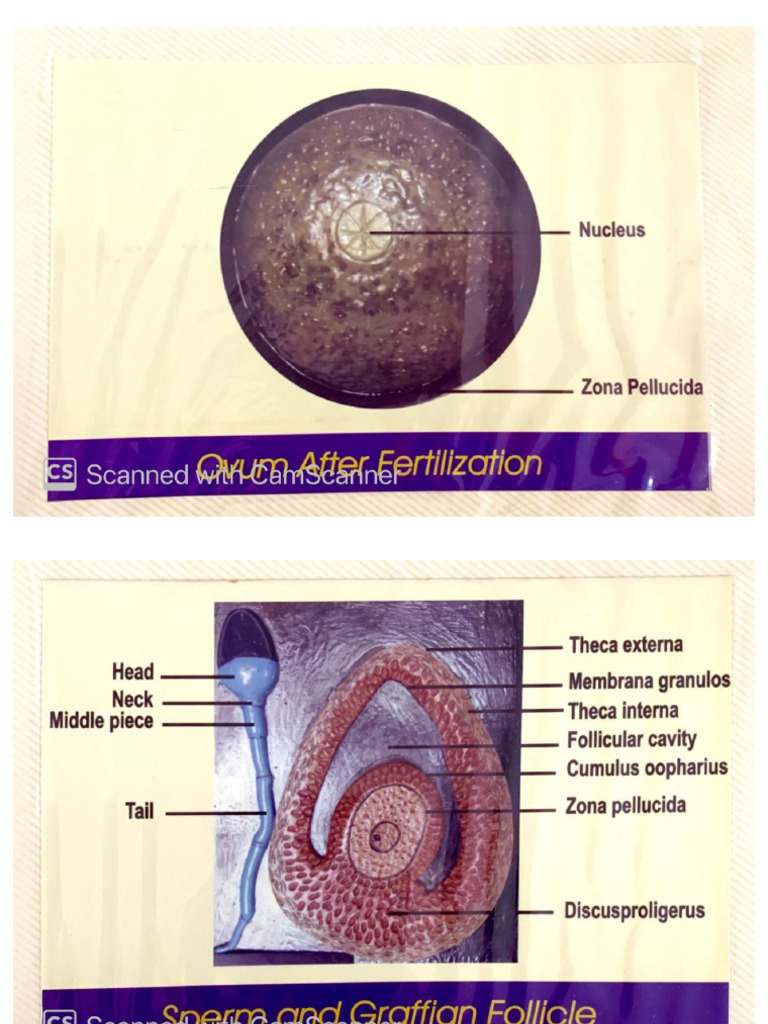 Embryo Diagram | PDF