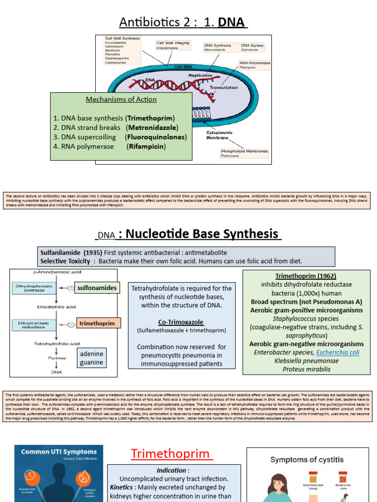 Antibiotics DNA & Ribosome Lecture 2023 | PDF | Ribosome | Translation ...