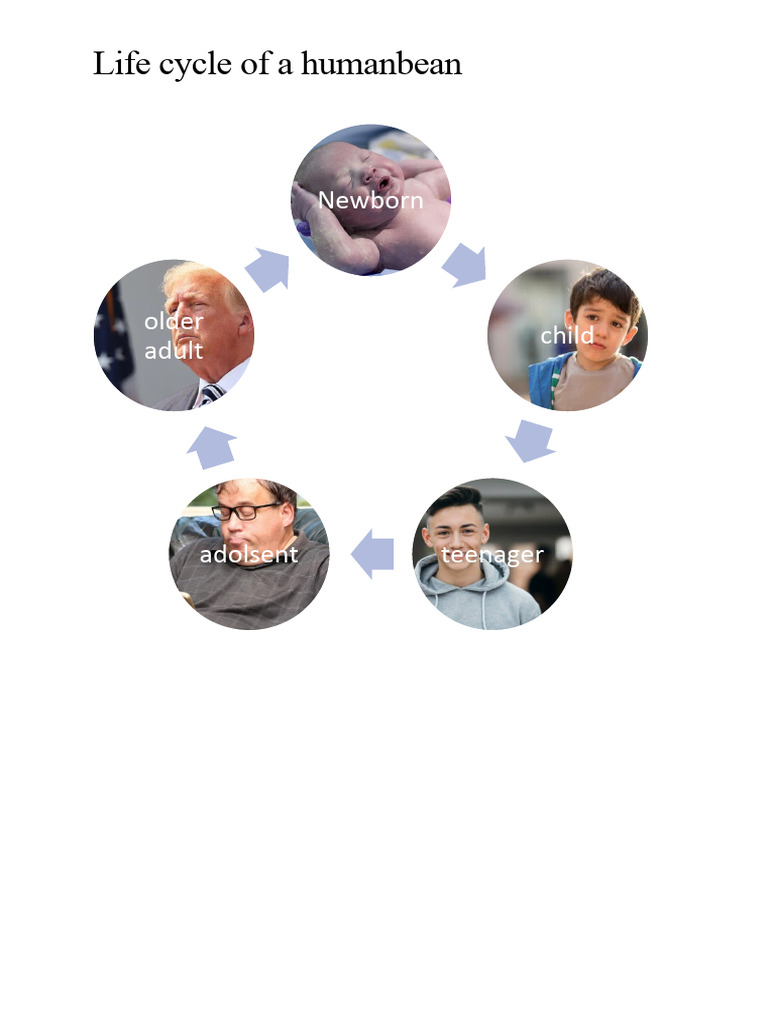 Life Cycle of Human Bean | PDF | Self-Improvement | Science & Mathematics