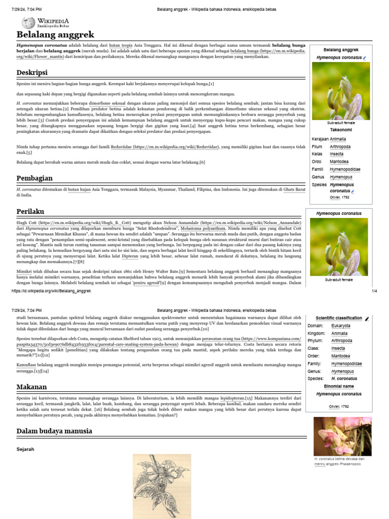 Belalang Anggrek | PDF