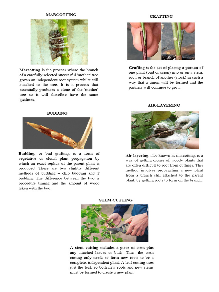 Marcotting, Grafting, Stem Cutting, Air-Layering, & Budding | PDF