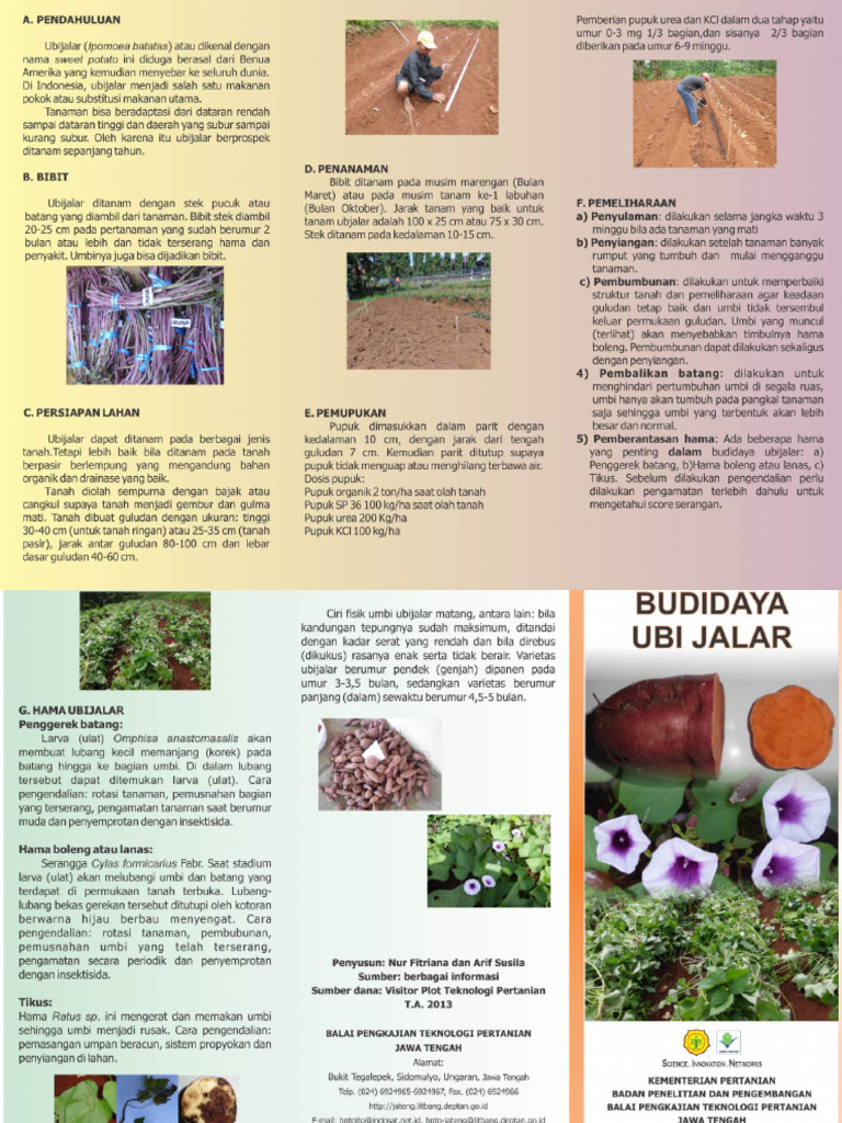 Leafet Budidayaubijalar | PDF