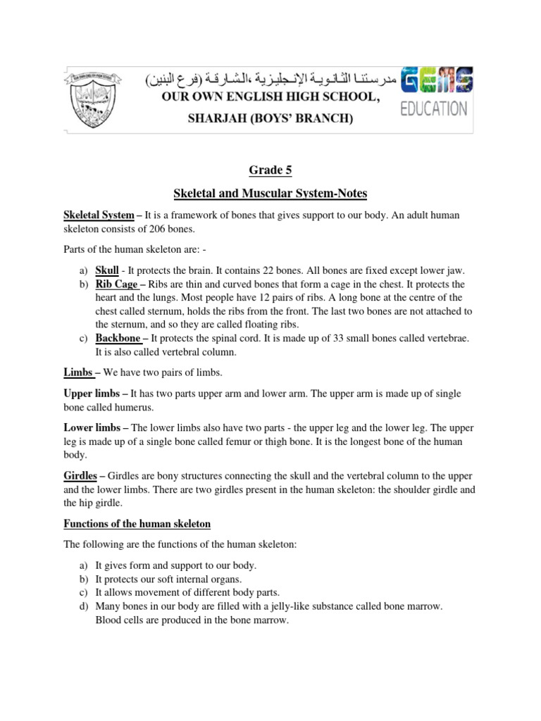 Skeletal and Muscular System Notes | PDF | Skeleton | Muscle