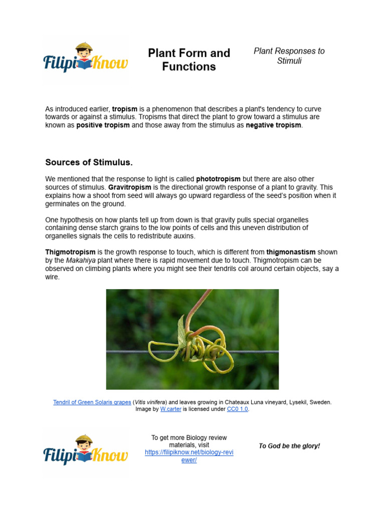 Plant Responses To Stimuli Reviewer | PDF | Circadian Rhythm | Branches ...
