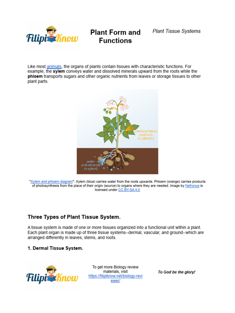 Plant Tissue Systems Explained | PDF | Leaf | Tissue (Biology)