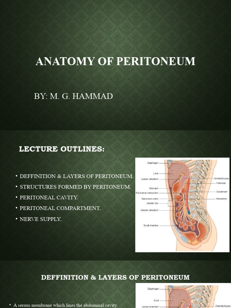 Lec3 - Anatomy of Peritoneum | PDF | Peritoneum | Abdomen