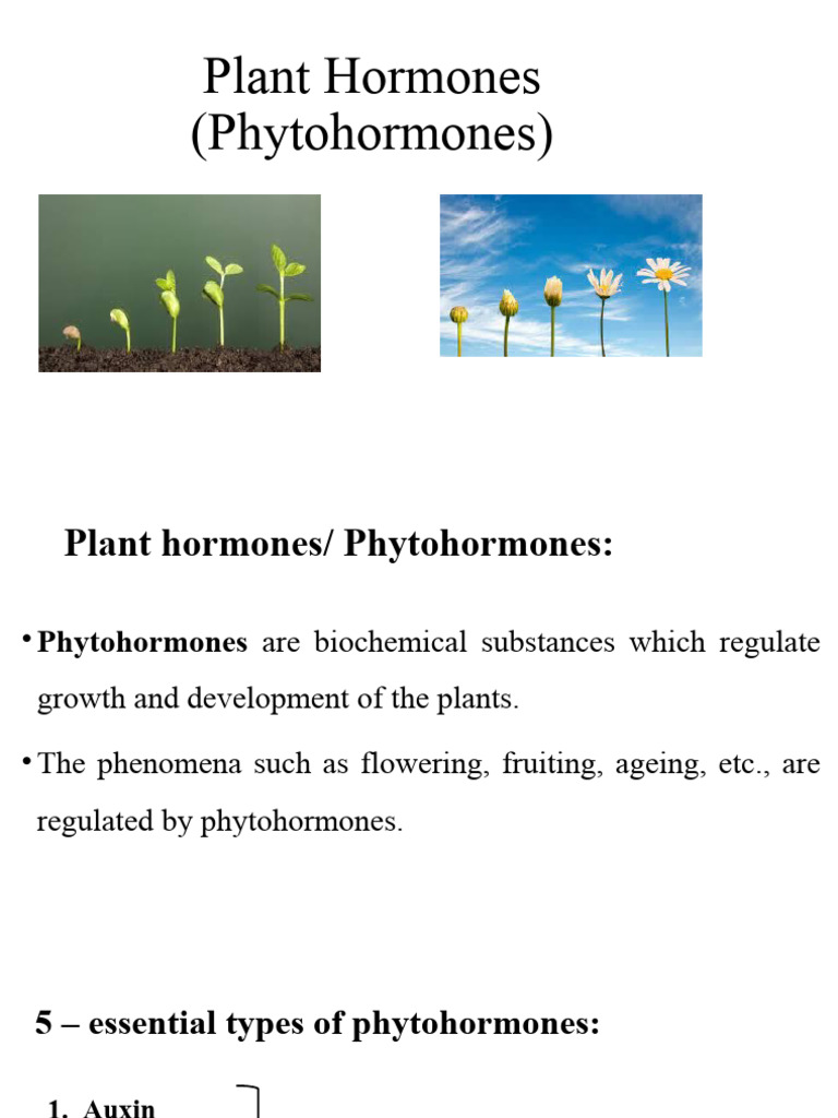 Functions of Plant Hormones | PDF | Plant Hormone | Auxin