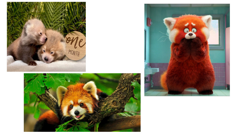 red panda | PDF