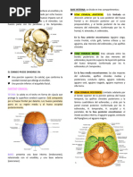Region Cigomatica | PDF | Anatomia animal | Sistema esquelético
