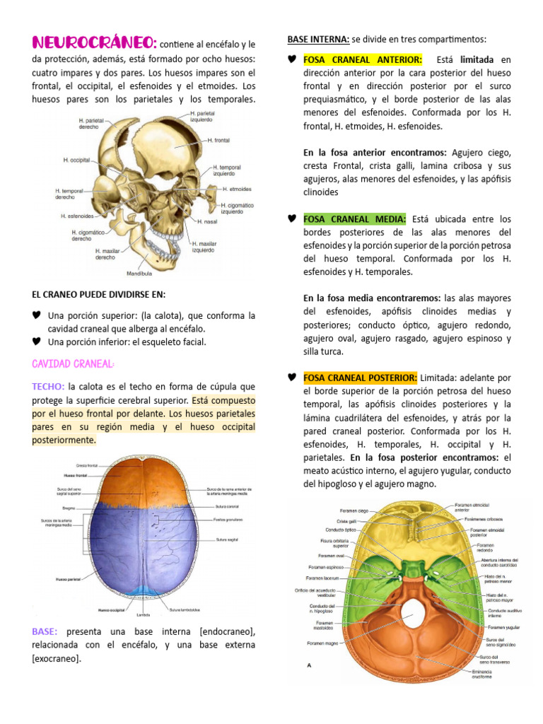 Primer Parcial Neuro Definitivo Pdf Cráneo Otorrinolaringología