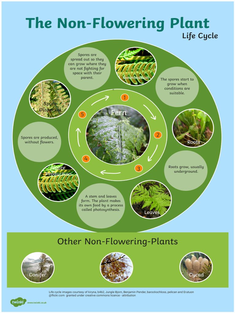 t2 s 418 Non Flowering Plant Life Cycle Display Poster Ver 1 | PDF