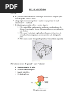 Pelve e Períneo | PDF | Pélvis | Anatomia