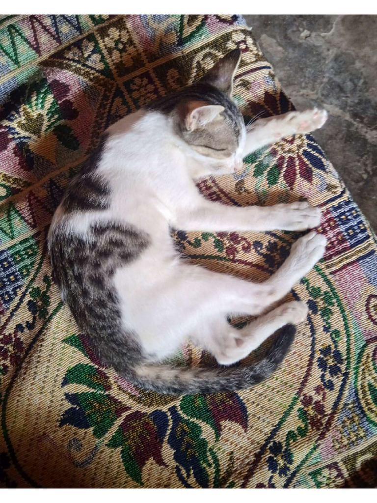 Nepali Cat Pres 1 | PDF