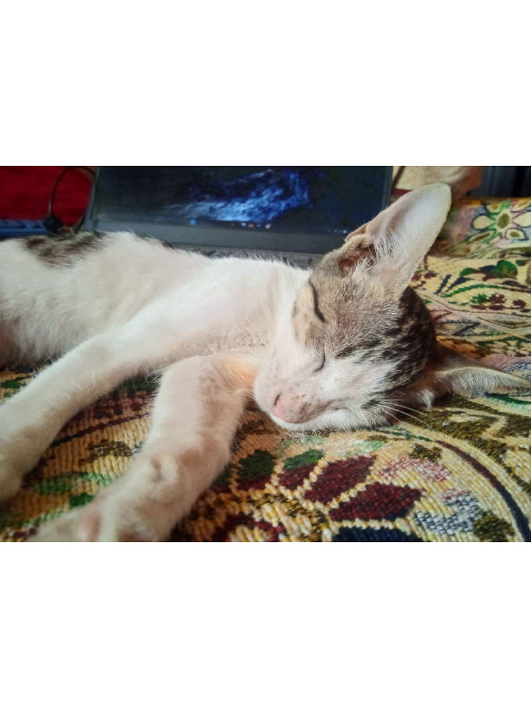 Nepali Cat Pres 4 | PDF