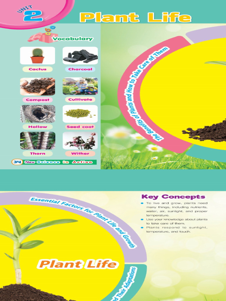 Unit 2 Plants | PDF | Plants | Seed
