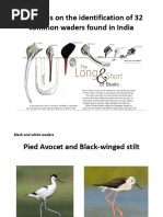 Bto Bird Species Codes | PDF