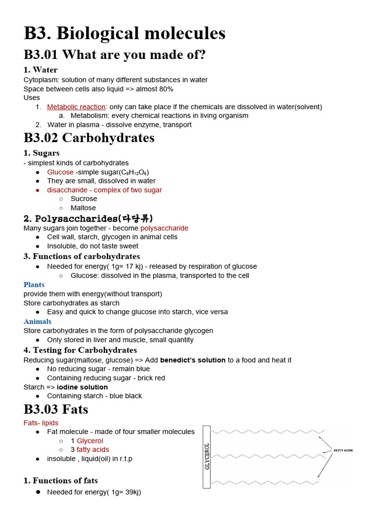 B3 Biological Molecules | PDF | Carbohydrates | Glucose