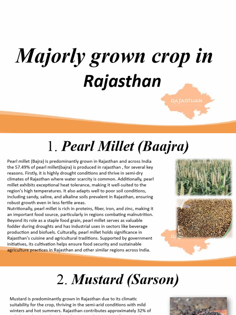 Major Crops of Rajasthan: Bajra & Mustard | PDF | Home & Garden