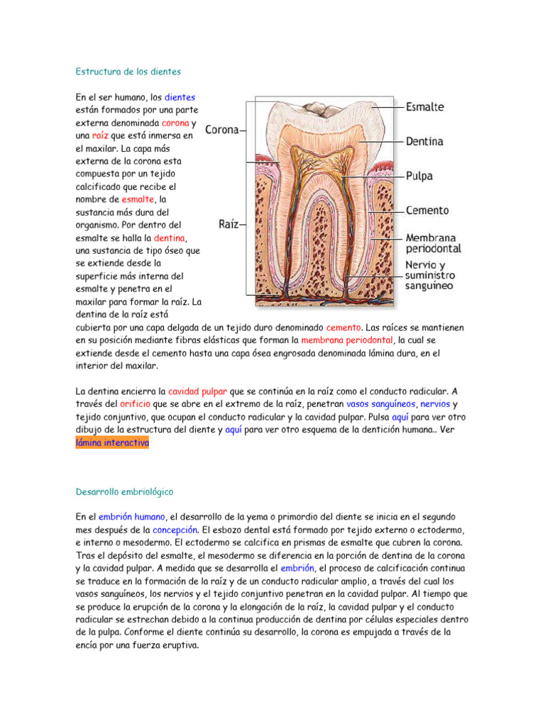 Estructura de Los Dientes | PDF | Diente | Esmalte de dientes