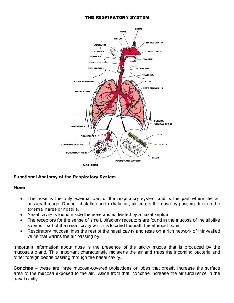 AnaPhy of The Respiratory System | PDF