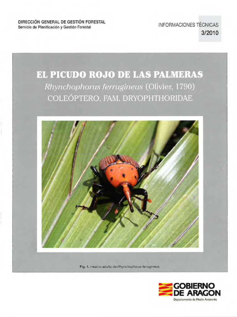 El Picudo Rojo de Las Palmeras | PDF