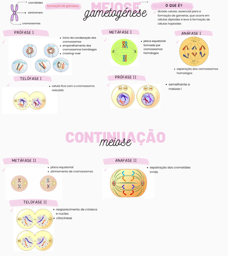 Resumo Meiose | PDF