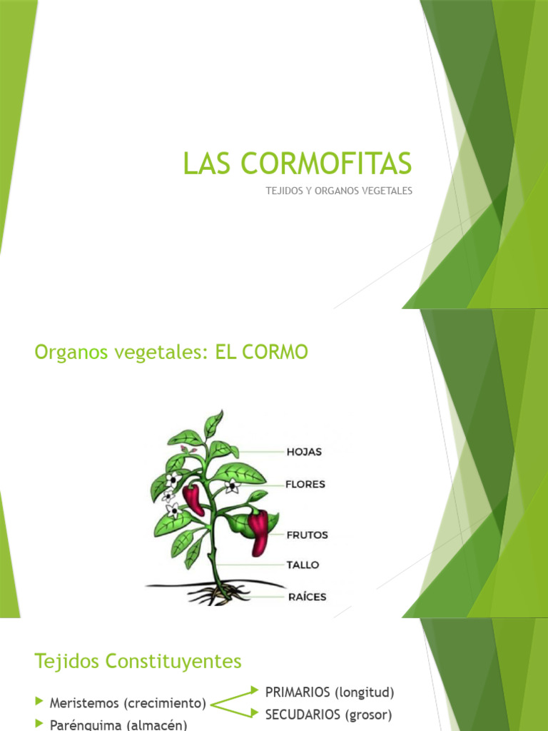 Estructura y Función de Cormofitas | PDF | Hogar, jardinería y ...