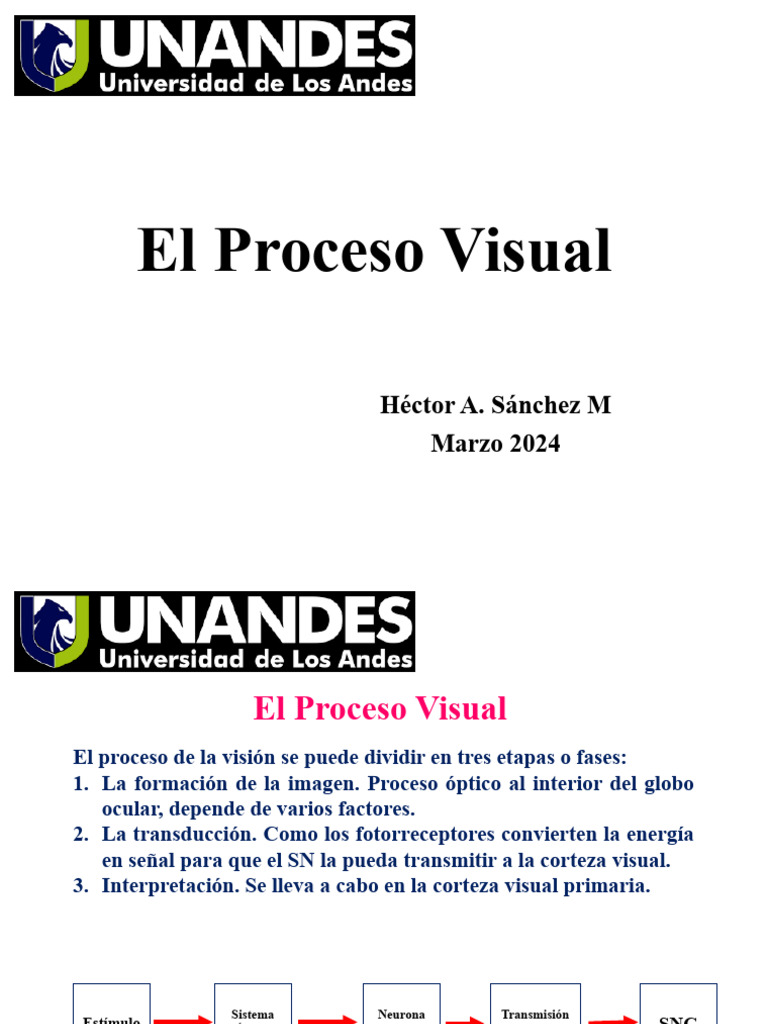 El Proceso Visual | PDF | Ciencia y matemáticas