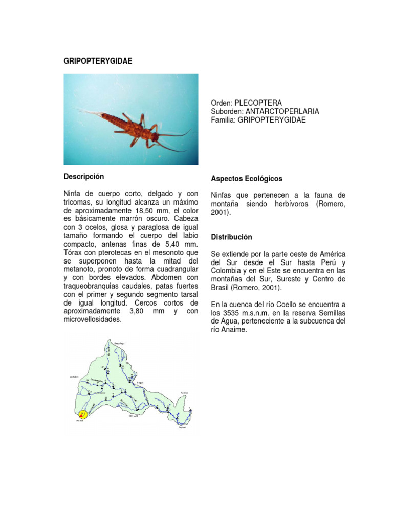 Fichas Plecoptera | PDF