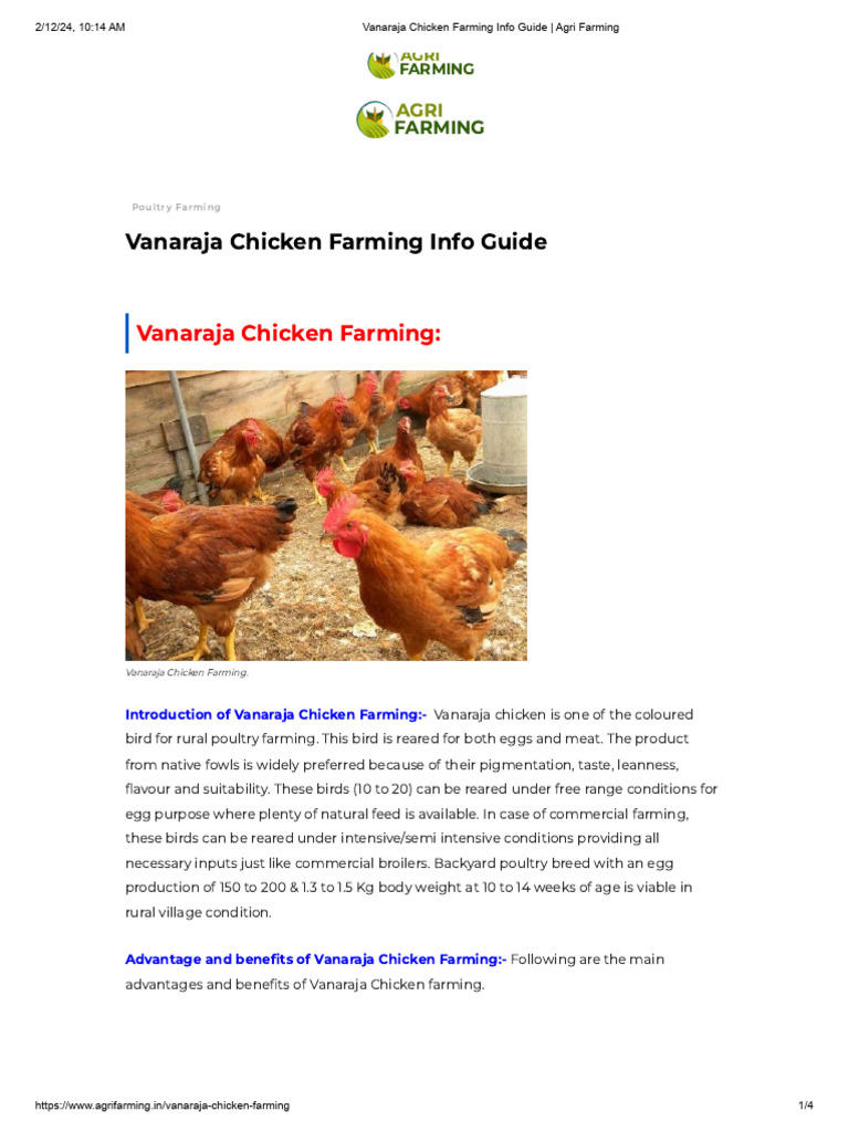 Vanaraja Chicken Farming Guide | PDF | Chicken | Poultry