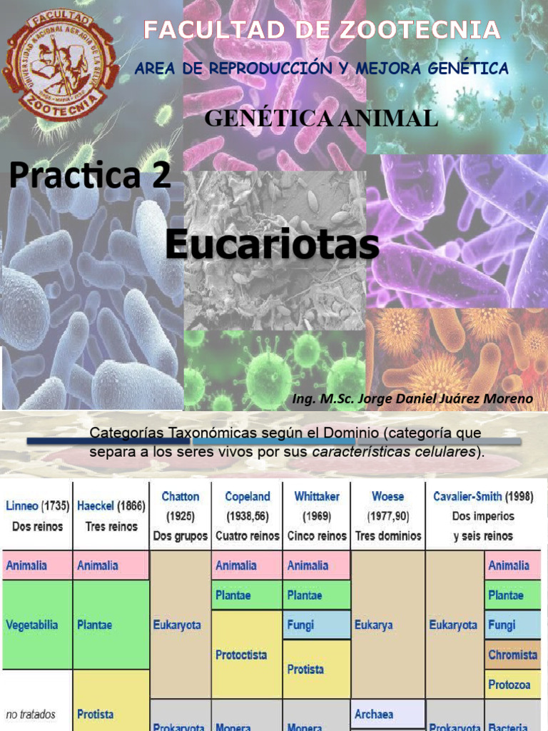 GENÉTICA I Práctica 2 - Eucariotas | PDF | Eucariotas | Biología Celular)