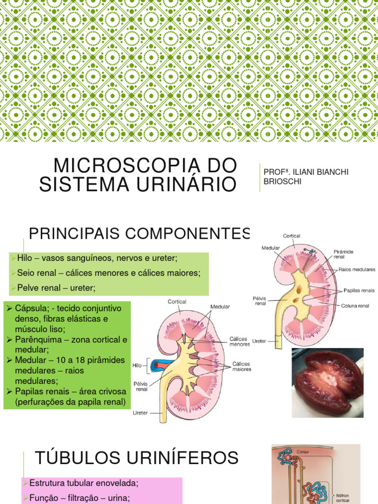 Histo 2P - C3 - Mic. Rins, Ureteres, Bexiga e Uretra | PDF | Rim | Sistema urinário