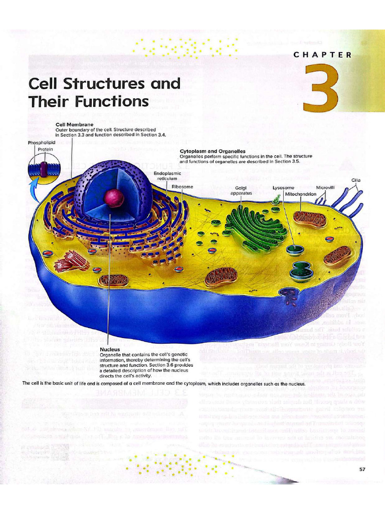 Human Anatomy Chapter-3 | PDF