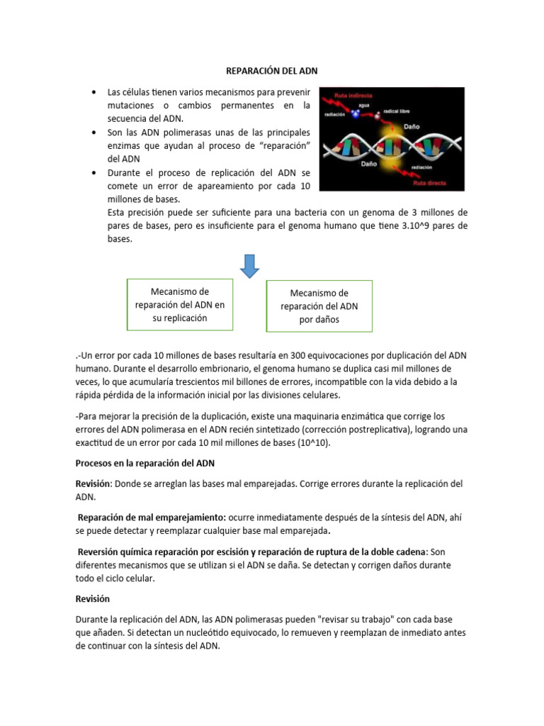 Reparación Del Adn | PDF | Reparación de adn | Adn