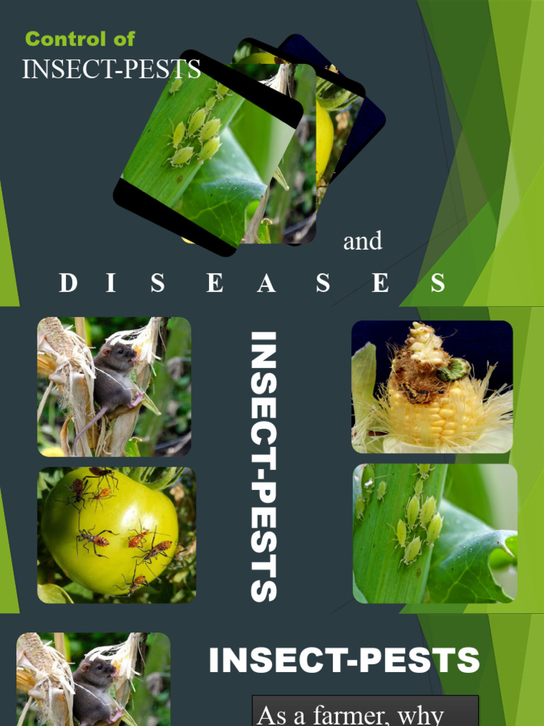 Major Insect-Pest of Fruit Bearing Crops | PDF | Pest (Organism) | Insects