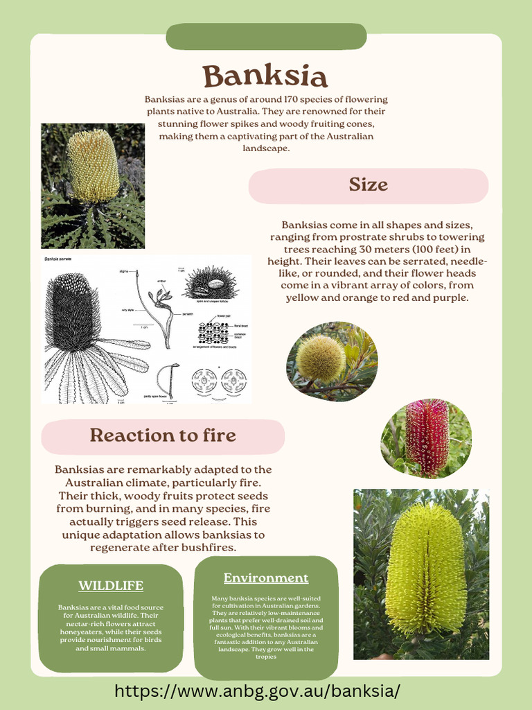 Banksia | PDF