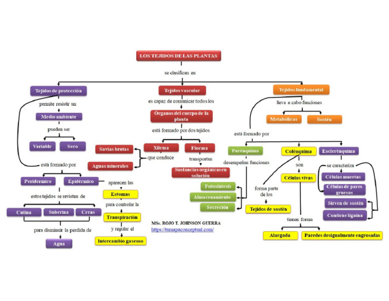 Tejidos Mapa Conceptual | PDF