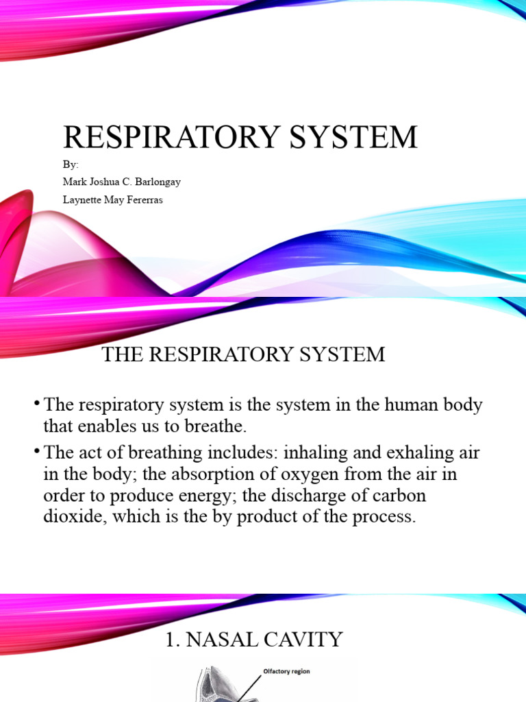 Respiratory System | PDF