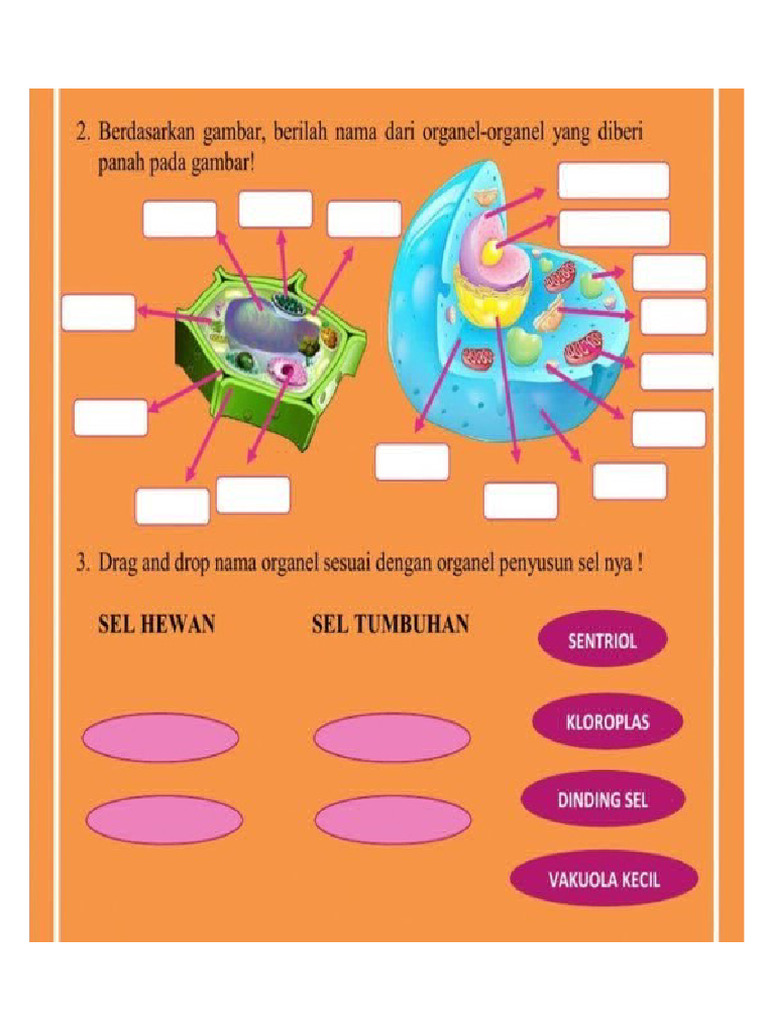 LKPD Organel Sel | PDF