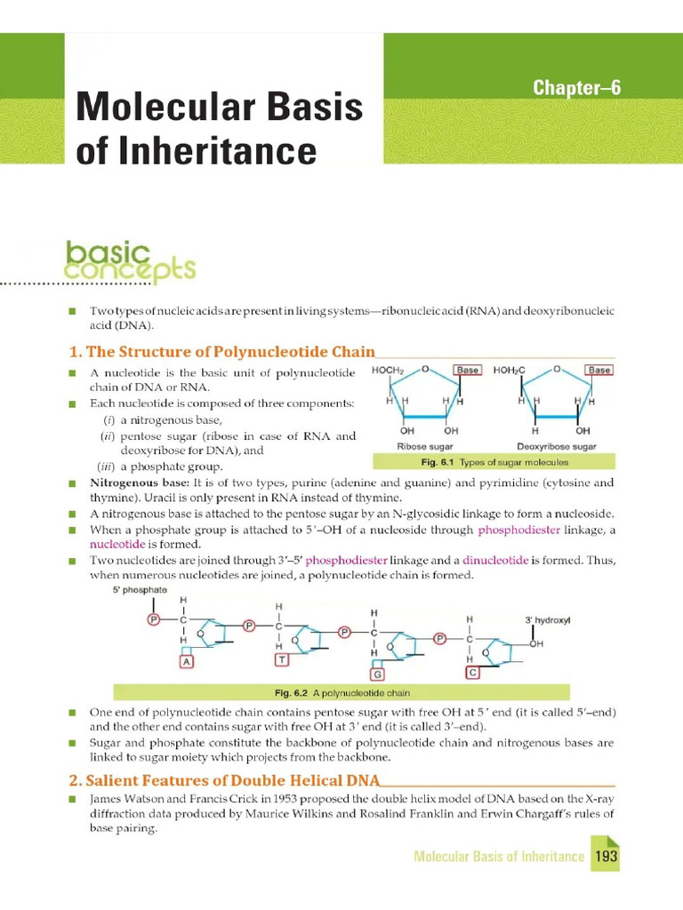 Molecular Basis of Inheritance Notes | PDF