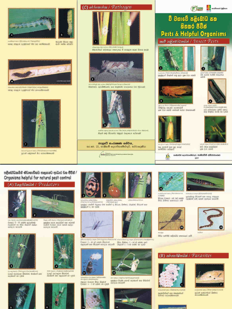 Paddy - 8. Pests and Beneficial - Leaflet | PDF