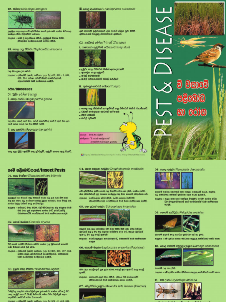 Paddy - 9. Pests and Diseases - Leaflet | PDF