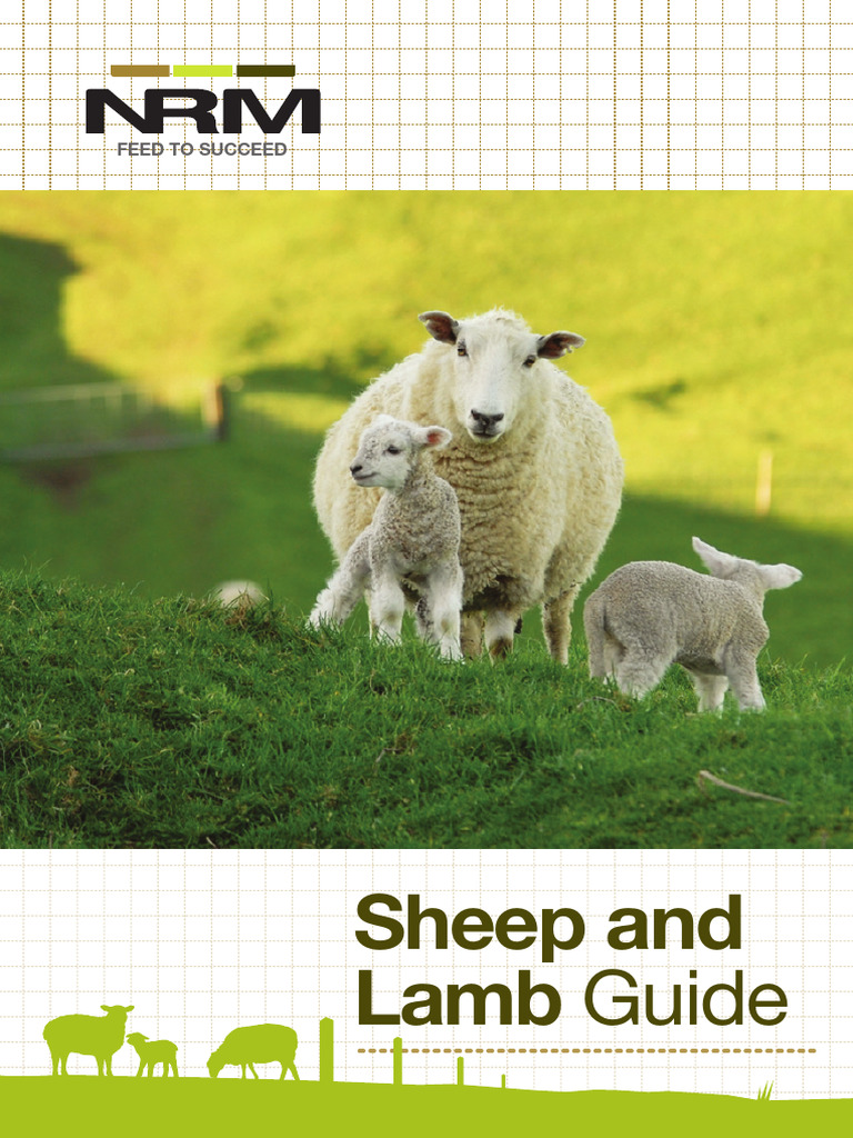 NRM-Sheep-and-LambGuide | PDF | Sheep | Ruminant