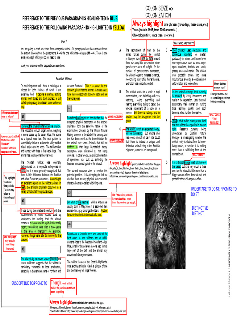 CAE EXAMPLE | PDF | Cats | Zoology