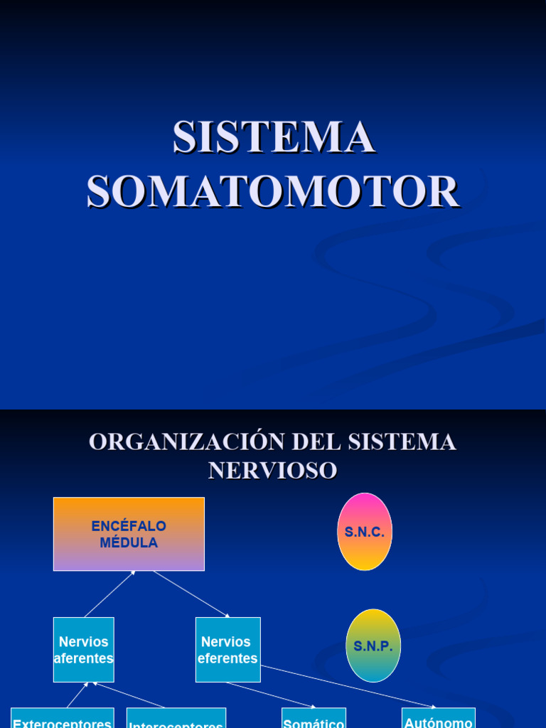 Sistema Somatomotor | PDF | Cerebelo | Cerebro