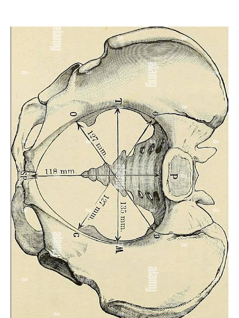 Pelvis 123 | PDF