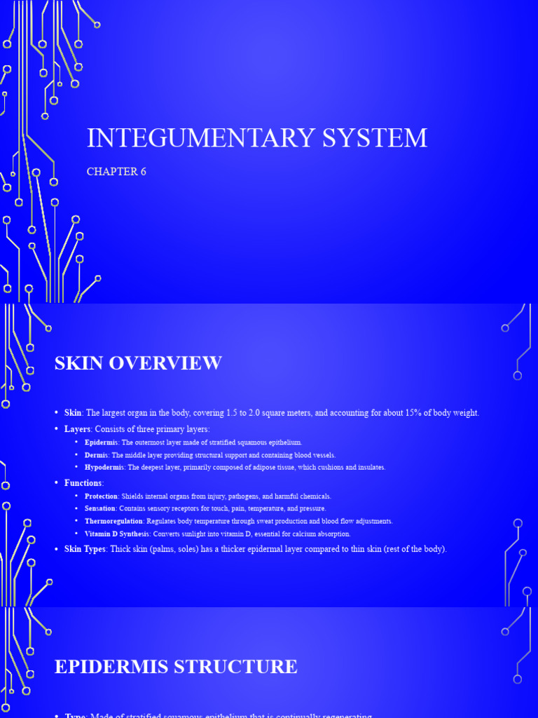 INTEGUMENTARY SYSTEM | PDF | Epidermis | Integumentary System